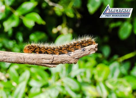 Tri State Pest Management Did You Know That Caterpillars Have 12 Eyes