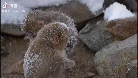 ស្វាវារងា 柬埔寨头条