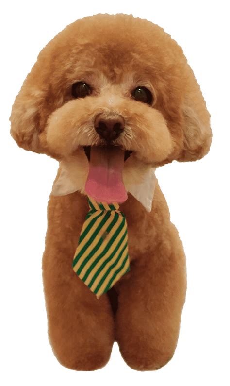 Poodle Png Image Hd Png All