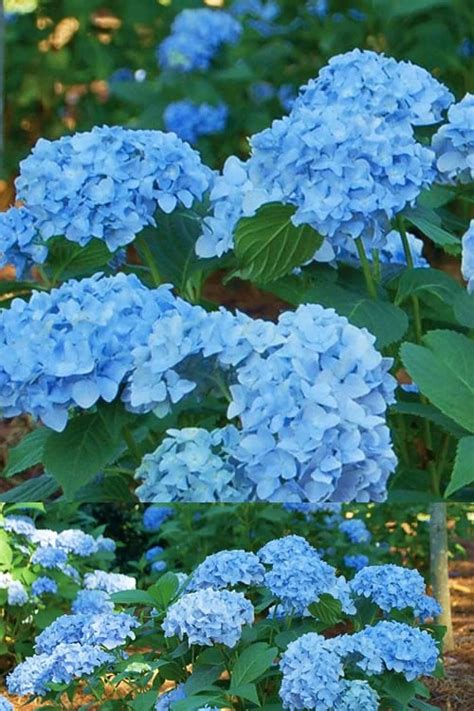 Seamless Shopping Easy Returns On Mini Penny Hydrangea 2 Gallon Pot