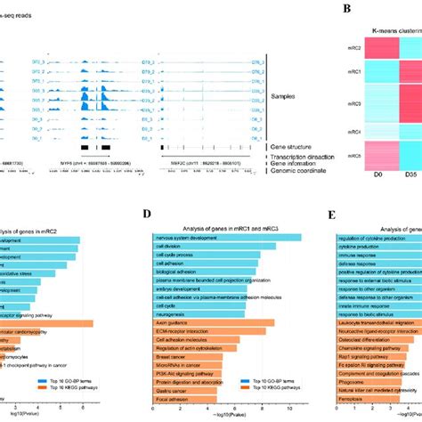Dynamics Of Mrna Expression During Development Of Skeletal Muscle Download Scientific Diagram