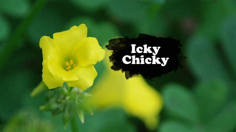 Icky Chicky Harvey Beaks Wiki Fandom