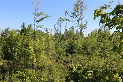 Property For Sale In Restigouche New Brunswick Dignam Land