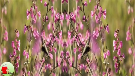 Relaxing With Birds Nice Soothing Eporner