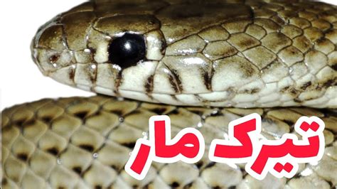 مارتیرک مار ماری کوچک و غیرزهری Youtube