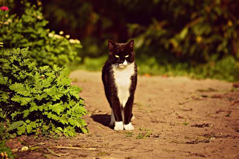 Cat Behavioral Problems 3 Common Types Petozy