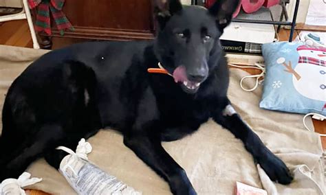 Dog Rescued After Falling Into Deep Well During Snowstorm