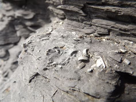 Fossils At Howick Northumberland By Caviecaviidae On Deviantart