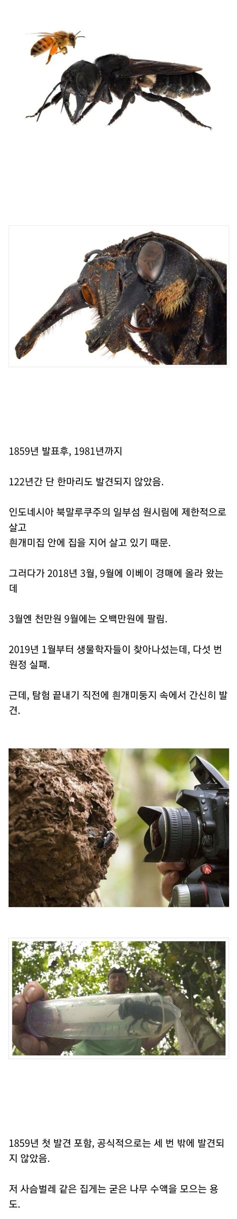 세상에서 가장 큰 벌