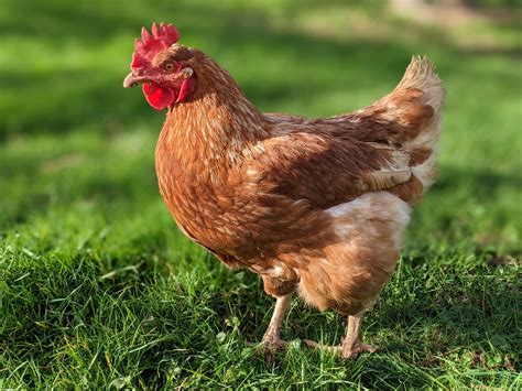 Anatomie Dune Poule Un Oiseau Qui Reste Au Sol Des Poules Dans