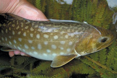 秋は大型アメマス釣りの季節その弐 オショロコマの森ブログ5