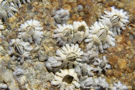 Semibalanus Balanoides Doris