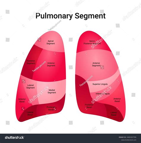 Bronchopulmonary Lung Segment Anterior View Stock Vector Royalty Free 2491557705 Shutterstock