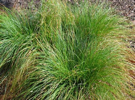Best Sedge Grass Varieties To Plant In Your Garden