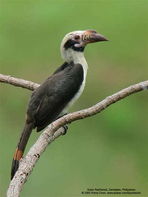 Luzon Hornbill Birdforum Opus Birdforum