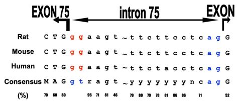 Ijms Free Full Text Cd38cyclic Adp Ribose Signal System In