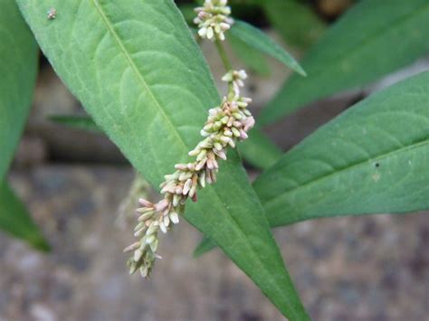 How To Grow Persicaria Odorata Earthone