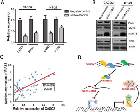 CASC Functions As A CeRNA By Competitively Binding PIAS Targeting