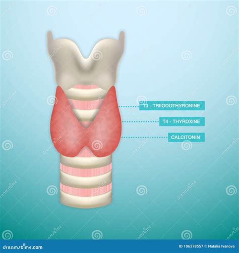 Thyroid Hormone Triiodothyronine T3 Chemical Formula Cartoon Vector CartoonDealer Com