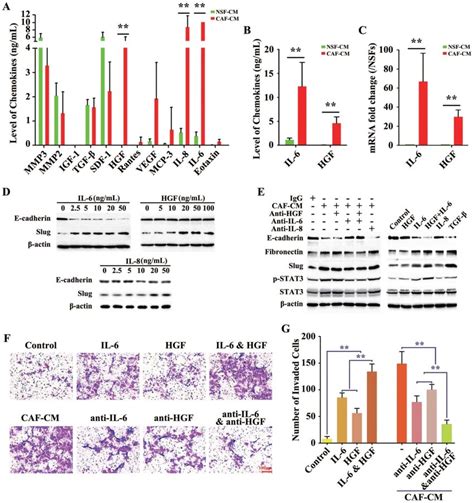 Secretion Of Cytokines By Differently Derived Fibroblasts H Cafs And