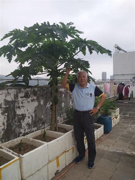 都市农夫情（36）——有意栽花花不开 无意插柳柳成荫老小孩讲述