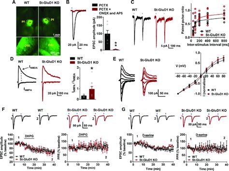 Specific Increase In The AMPA NMDA Ratio At Pf MSN Synapses In St GluD1