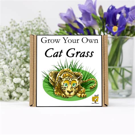 Grow Your Own Cat Grass From Seeds Miss Amelias Home Page