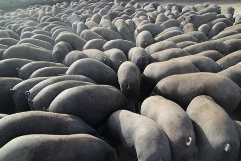 Malos Tiempos Para El Sector Del Porcino Ibérico