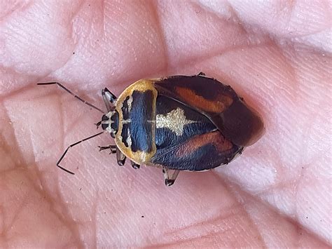 Amyotea Hamata Yellow Predatory Shield Bug Ausemade