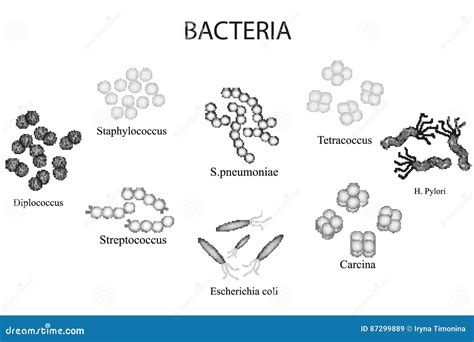 Set Of Bacteria Black And White Staphylococcus Streptococcus Pneumoniae Helicobacter Pylori