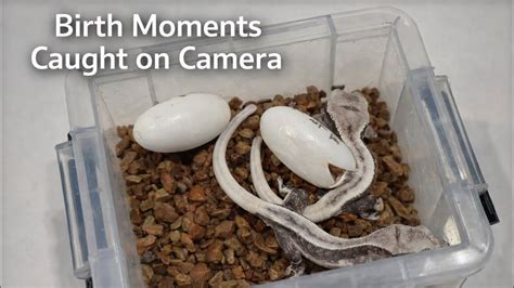 Crested Geckos Hatching From Eggs 🦎🥚 Youtube