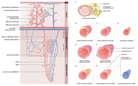 Imaging The Renal Microcirculation In Cell Therapy