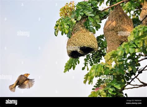 A Female Baya Weaver Ploceus Philippinus Flying To It S Nest In A