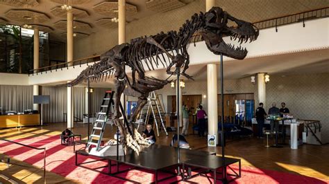 T Rex Skeleton Expected To Fetch Millions At Zurich Auction