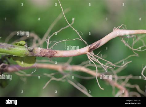 Black Scurf Of Potato Or Black Speck Of Potato Fungal Disease Of