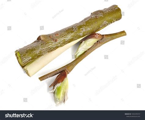 Salix Alba Bark Extract Images Stock Photos Vectors Shutterstock