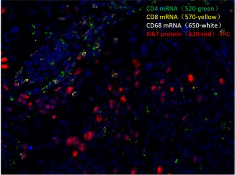公共技术服务中心系列讲座2022年第二期：rnascope技术在细菌病毒及肿瘤免疫中的检测讲座 中国科学院上海免疫与感染研究所
