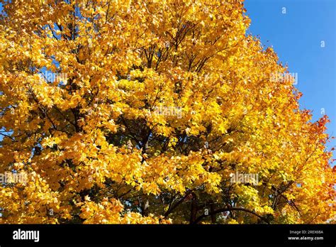 Deciduous Oak Trees In The Forest Or In The Park In Autumn Leaf Fall
