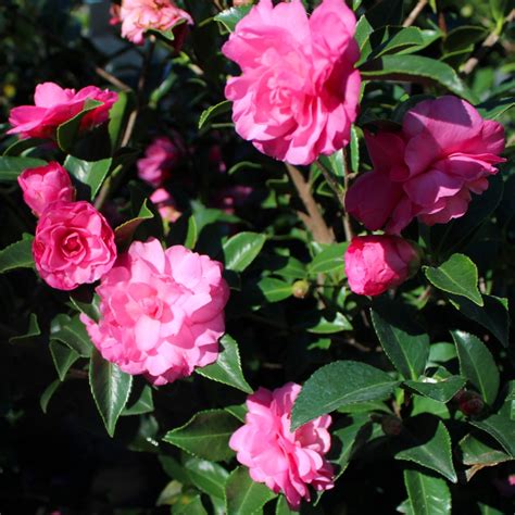 Shishi Gashira Camellia Patuxent Nursery