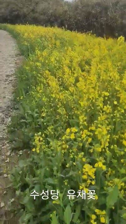 부안 수성당 유채꽃 Youtube