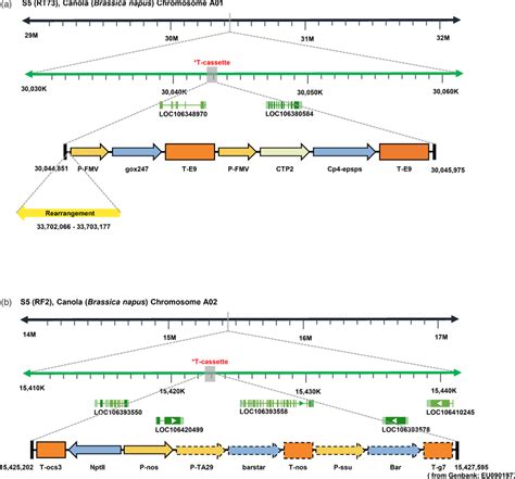 Schematic Diagram Of The Whole Structure And Arrangement Of Transgene