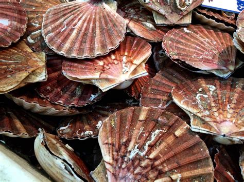 Top 999 Scallops Wallpaper Full Hd 4k Free To Use