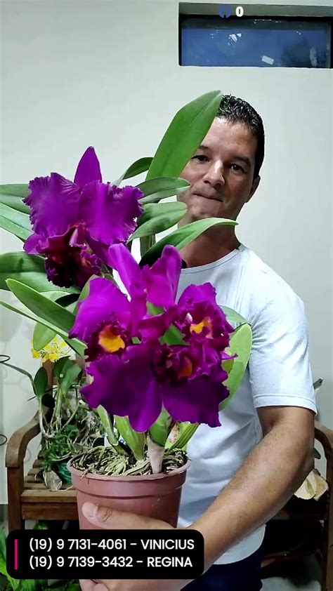Live Orquidário Tico E Teco Bem Vindoa à Nossa Live Sobre Orquídeas
