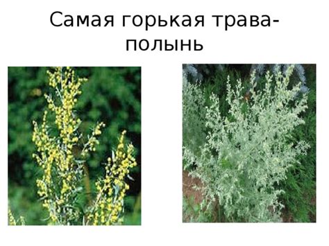 Презентация к уроку окружающего мира "Трава у нашего дома" УМК ...