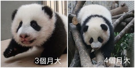 圓仔也在重訓？ 為吃美食展特技 社團法人中華民國保護動物協會