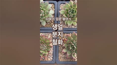 다육이 입문 용어 1 생얼 분지 철화 다육이 다육이용어 다육이키우기 Succulent Shorts Youtube