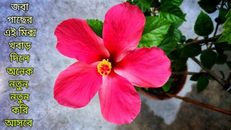 জবা গাছে মিক্স খাবার দিন প্রচুর প্রচুর করি আসবে কি খাবার দেবেন