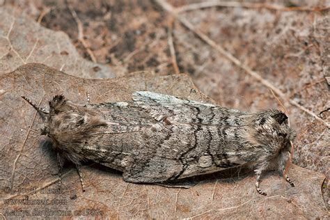 Achlya Flavicornis