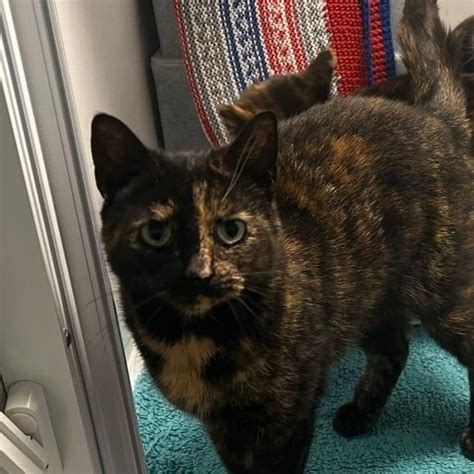 Mayhew Hello Its Flora And Dora Here 🐱 You Might