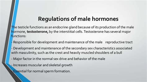 Male Reproductive System Of Cattle
